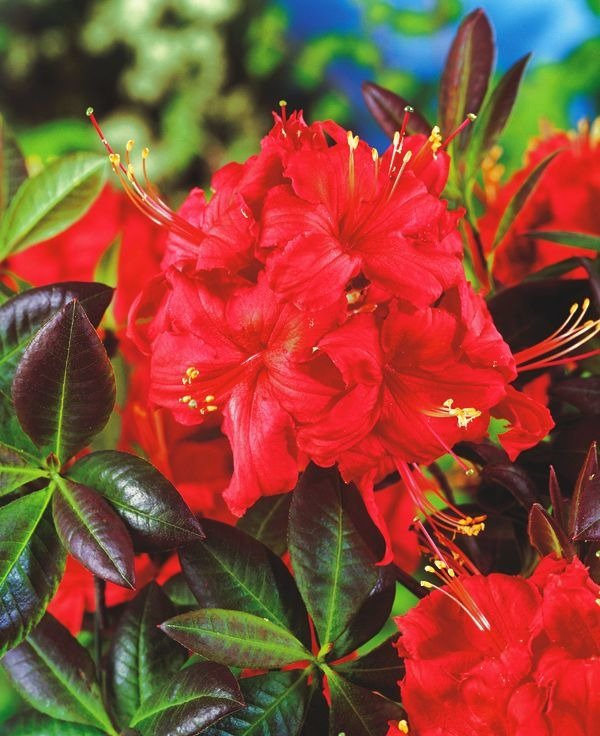 Azalia 'Fireball' (Azalea 'Fireball') | sklep internetowy Euro Ogród