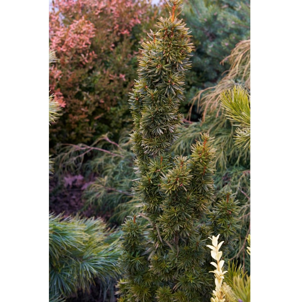 Cis pospolity 'David' (Taxus baccata 'David') | sklep internetowy Euro ...