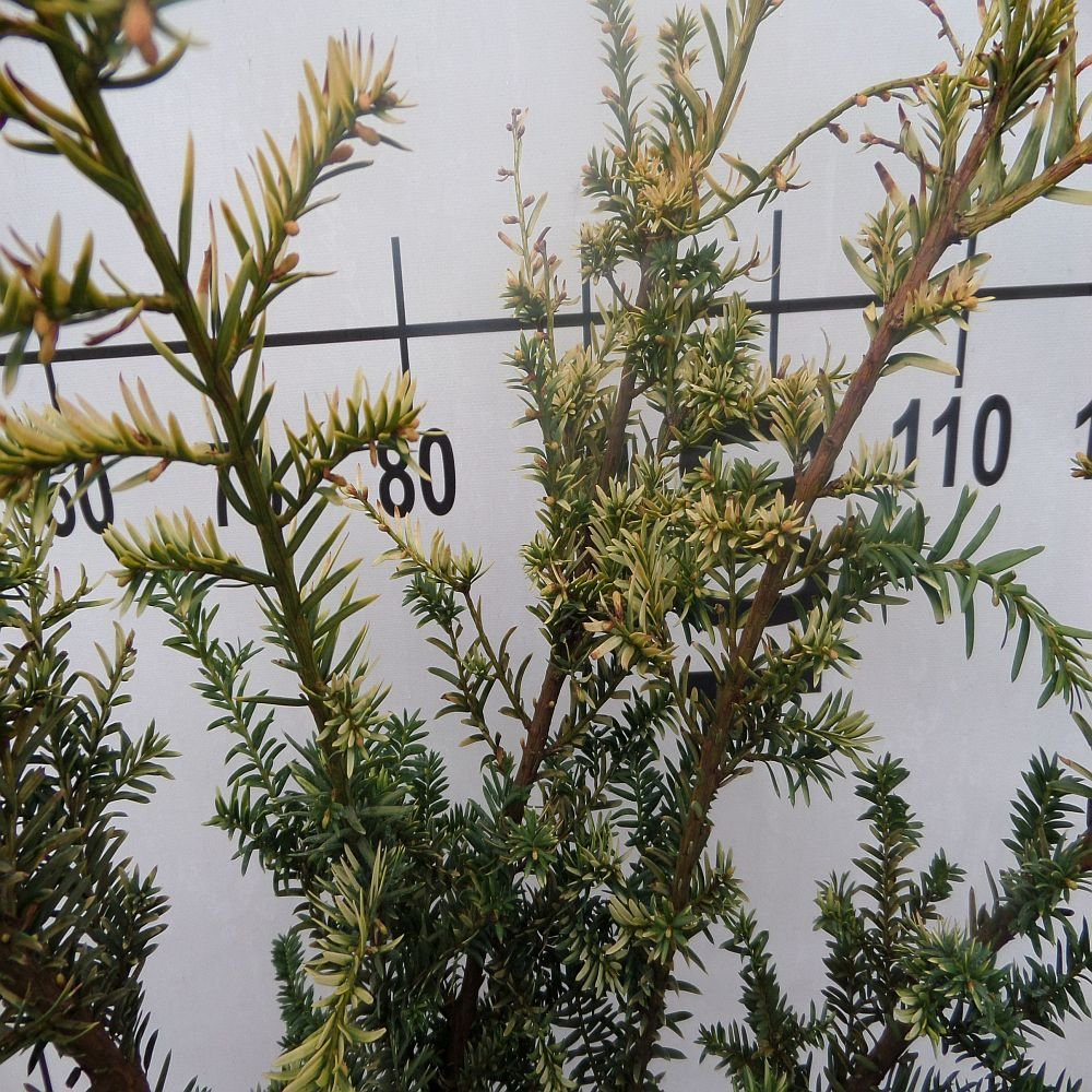Cis pospolity 'Elegantissima' (Taxus baccata 'Elegantissima') | sklep ...