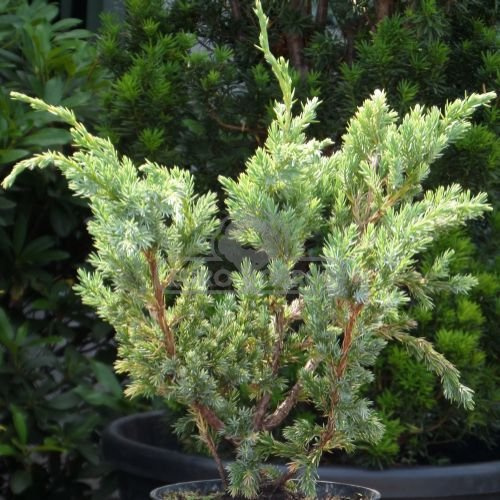 Jałowiec łuskowaty 'Meyeri' (Juniperus squamata 'Meyeri') | sklep ...